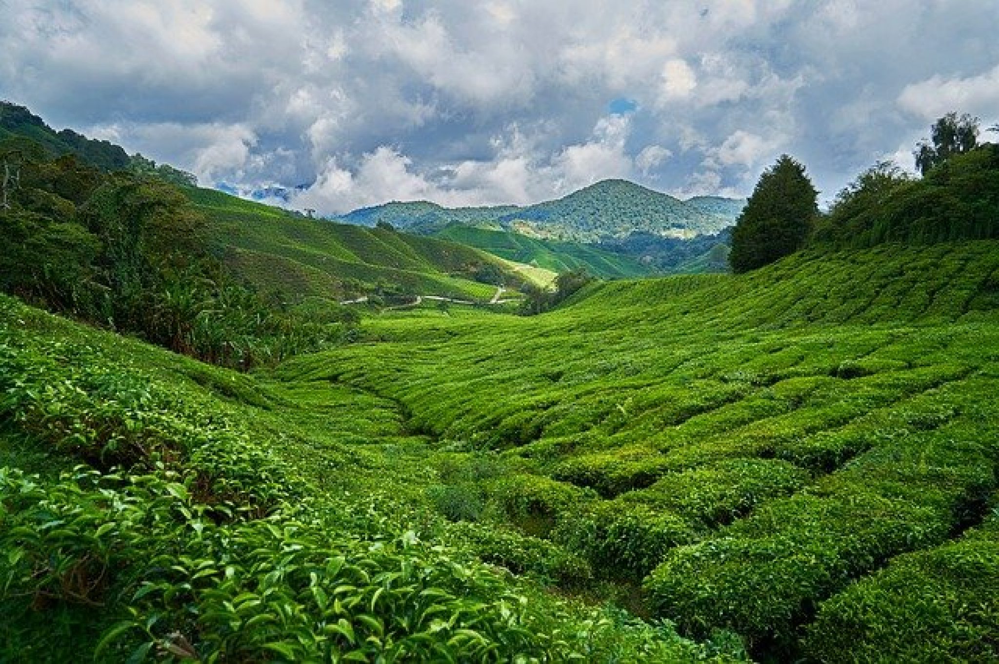 Mo Li Hua Tea Mo Li Hua Tea
