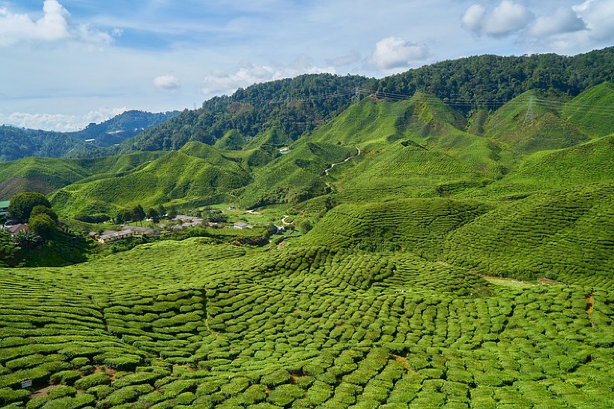 Gui Hua Xiang Oolong Tea