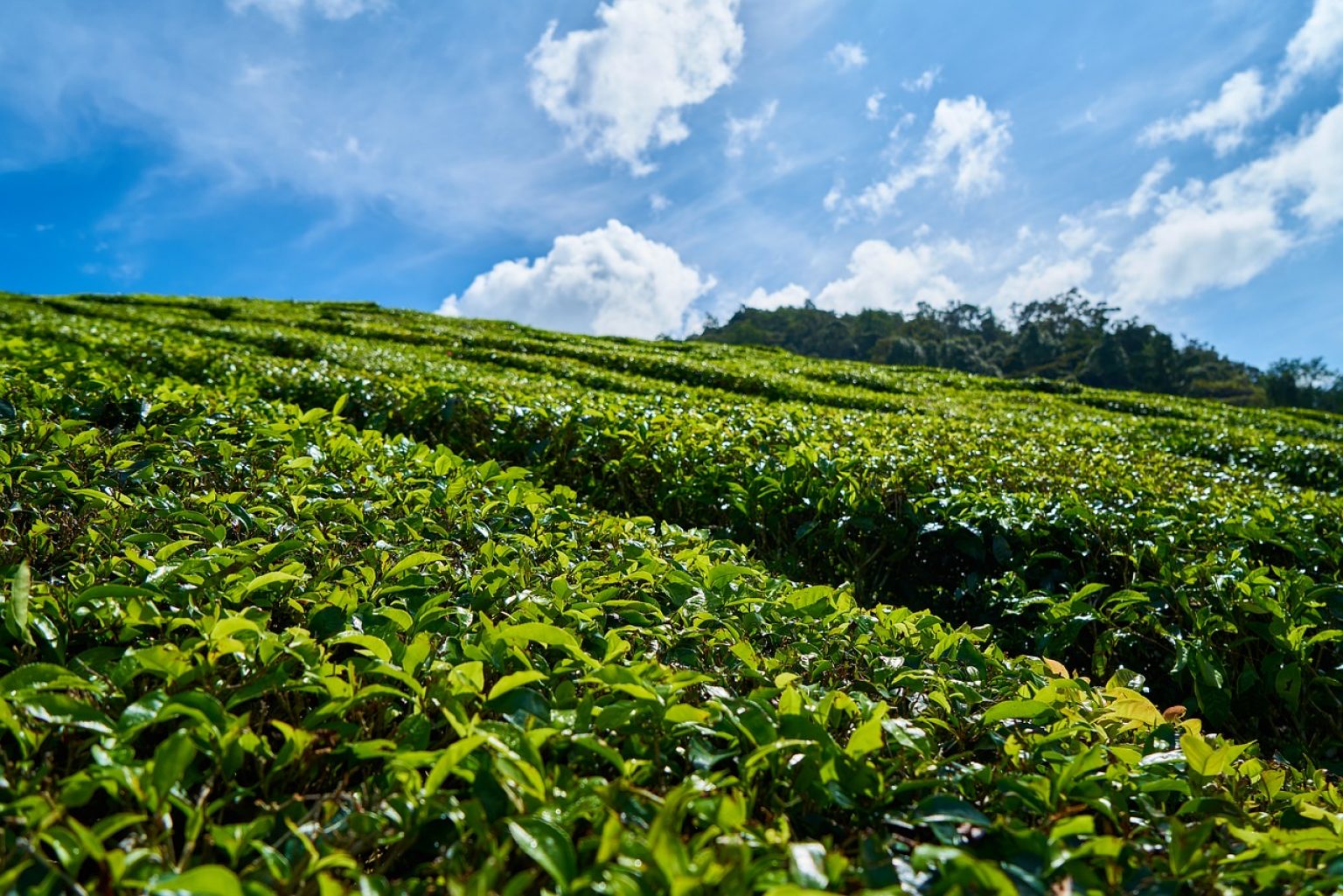 How Fertilizer and Soil Affects the Growth of Tea