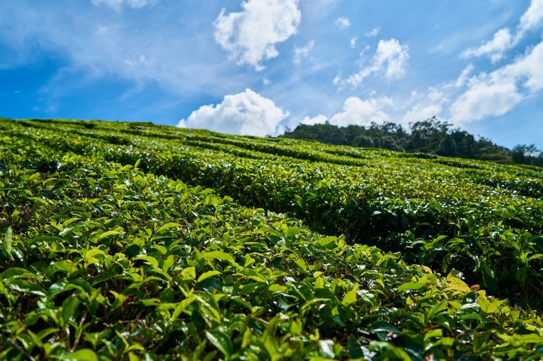 How Fertilizer and Soil Affects the Growth of Tea