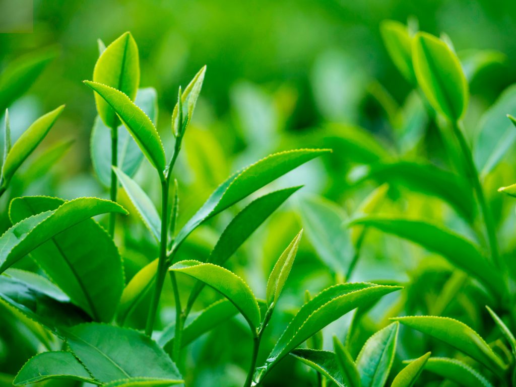 How to Grow a Tea Plant: A Beginner's Guide