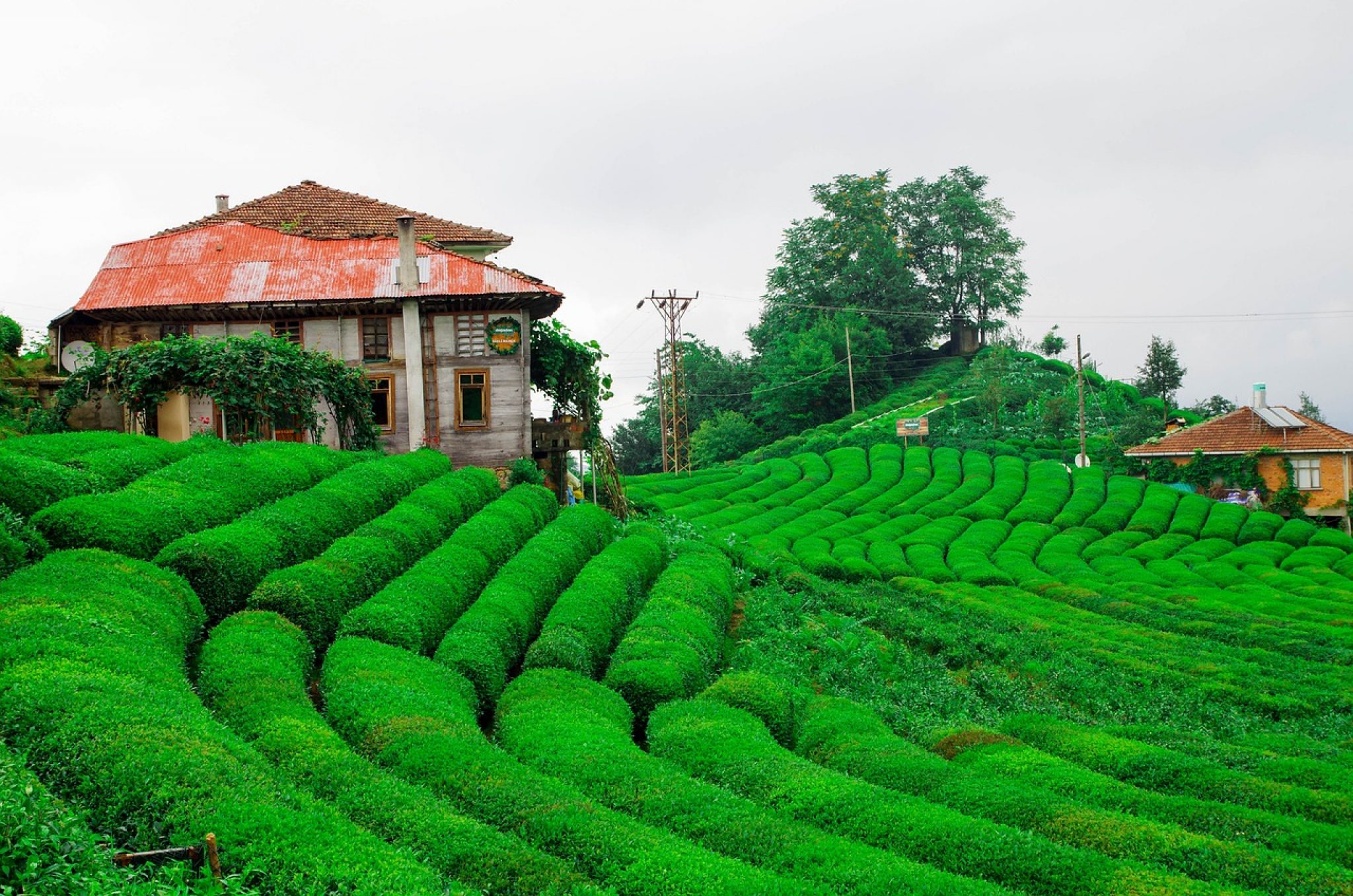 How Climate Change Might Affect the Tea Industry
